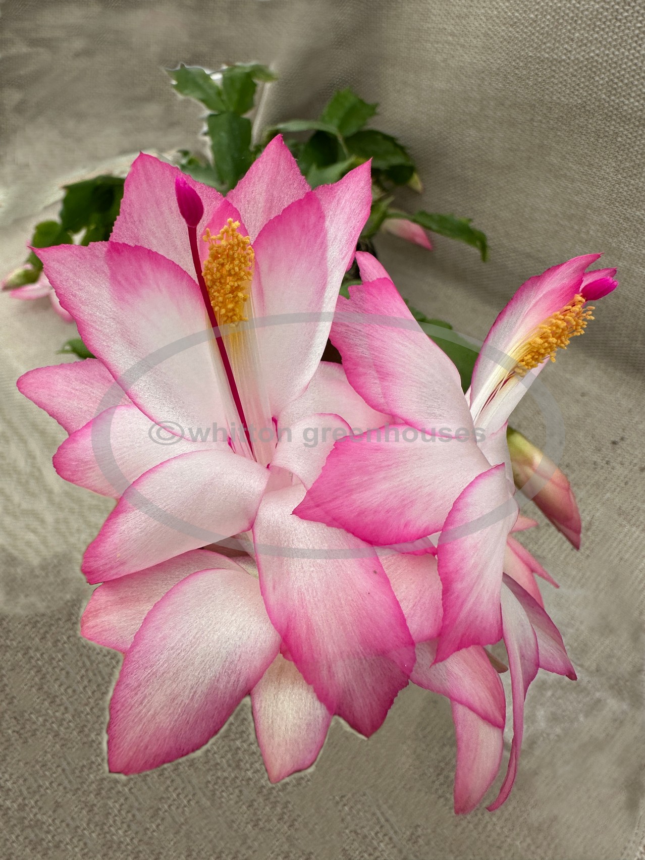 Flamingo Pink : Whitton Greenhouses, Holiday Cactus