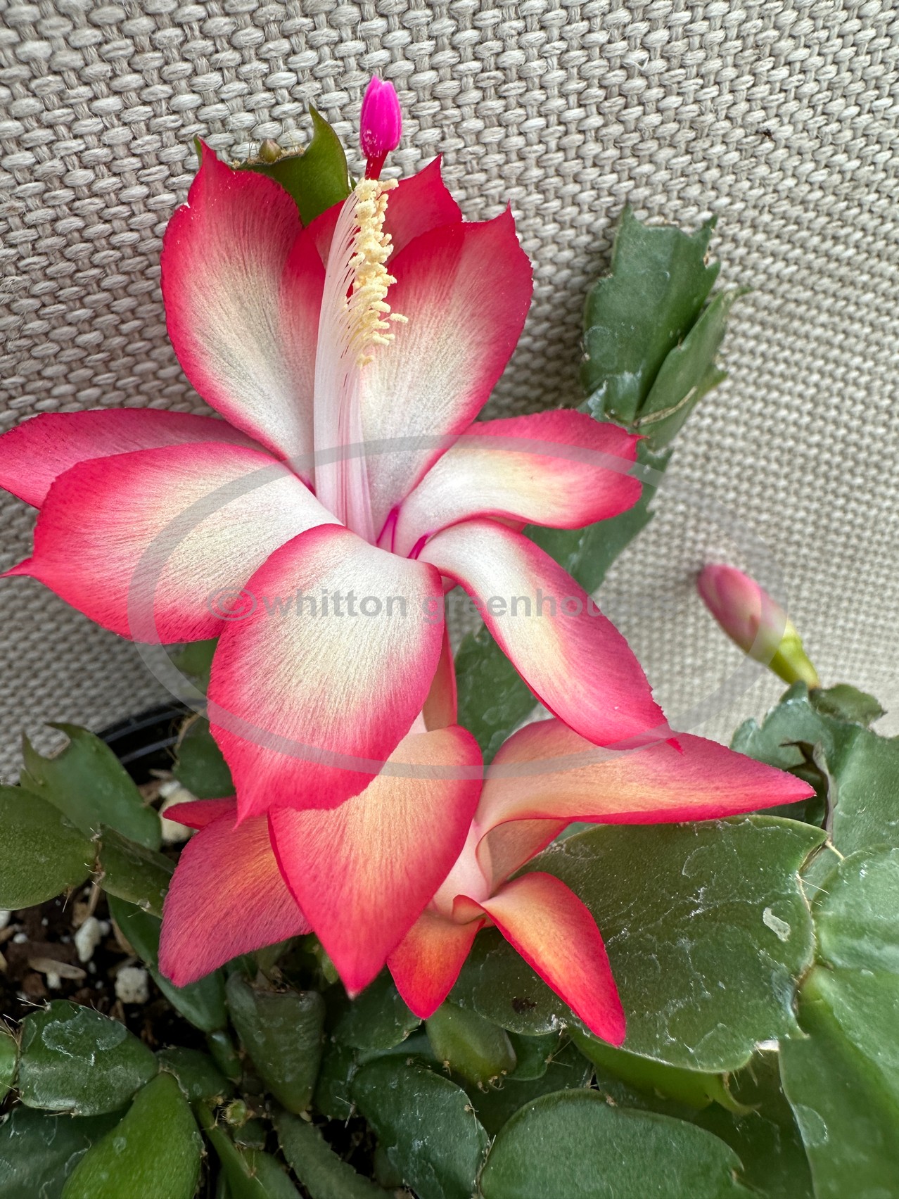 Lady Dawn : Whitton Greenhouses, Holiday Cactus