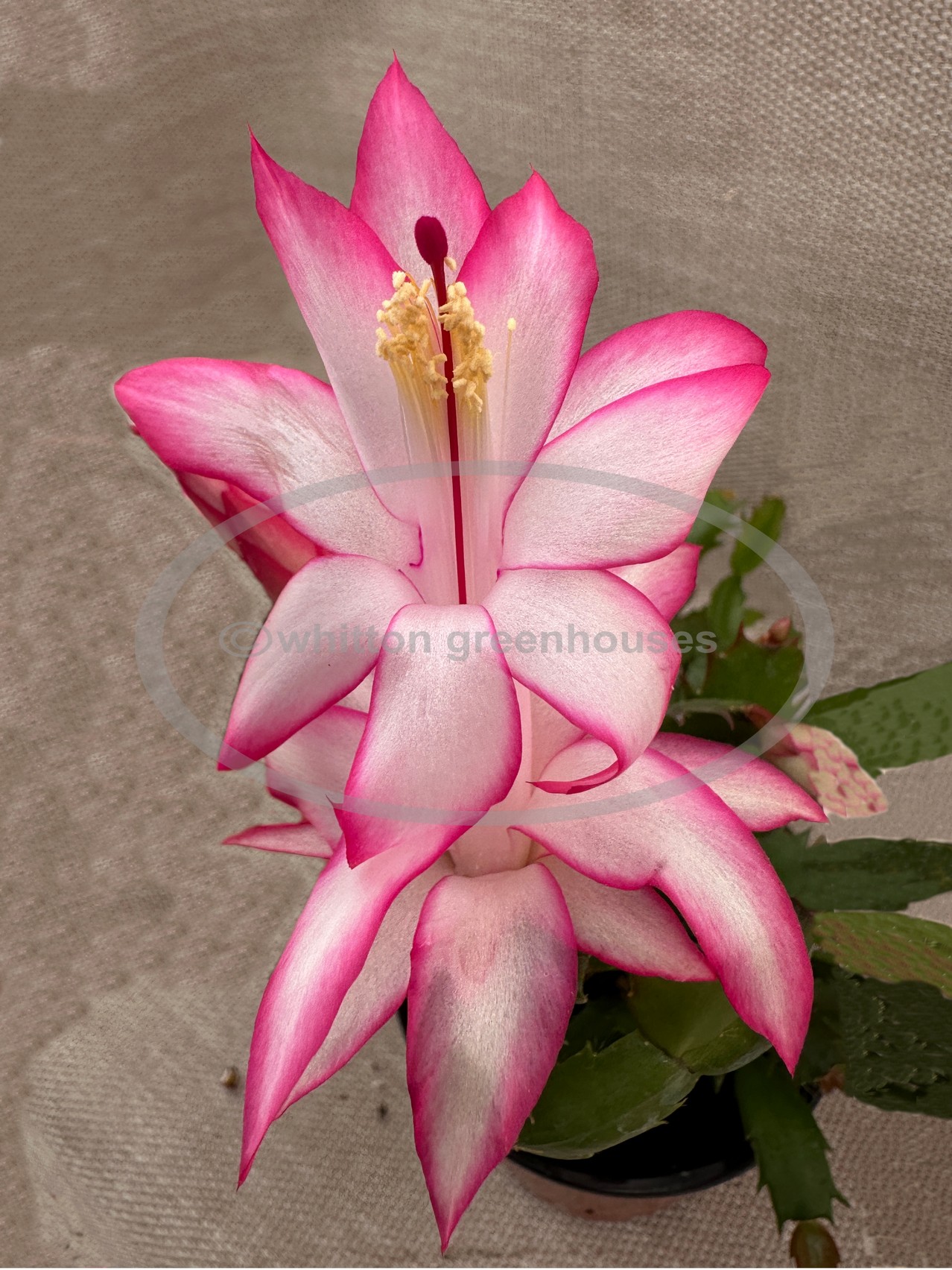 Picotee Pink : Whitton Greenhouses, Holiday Cactus