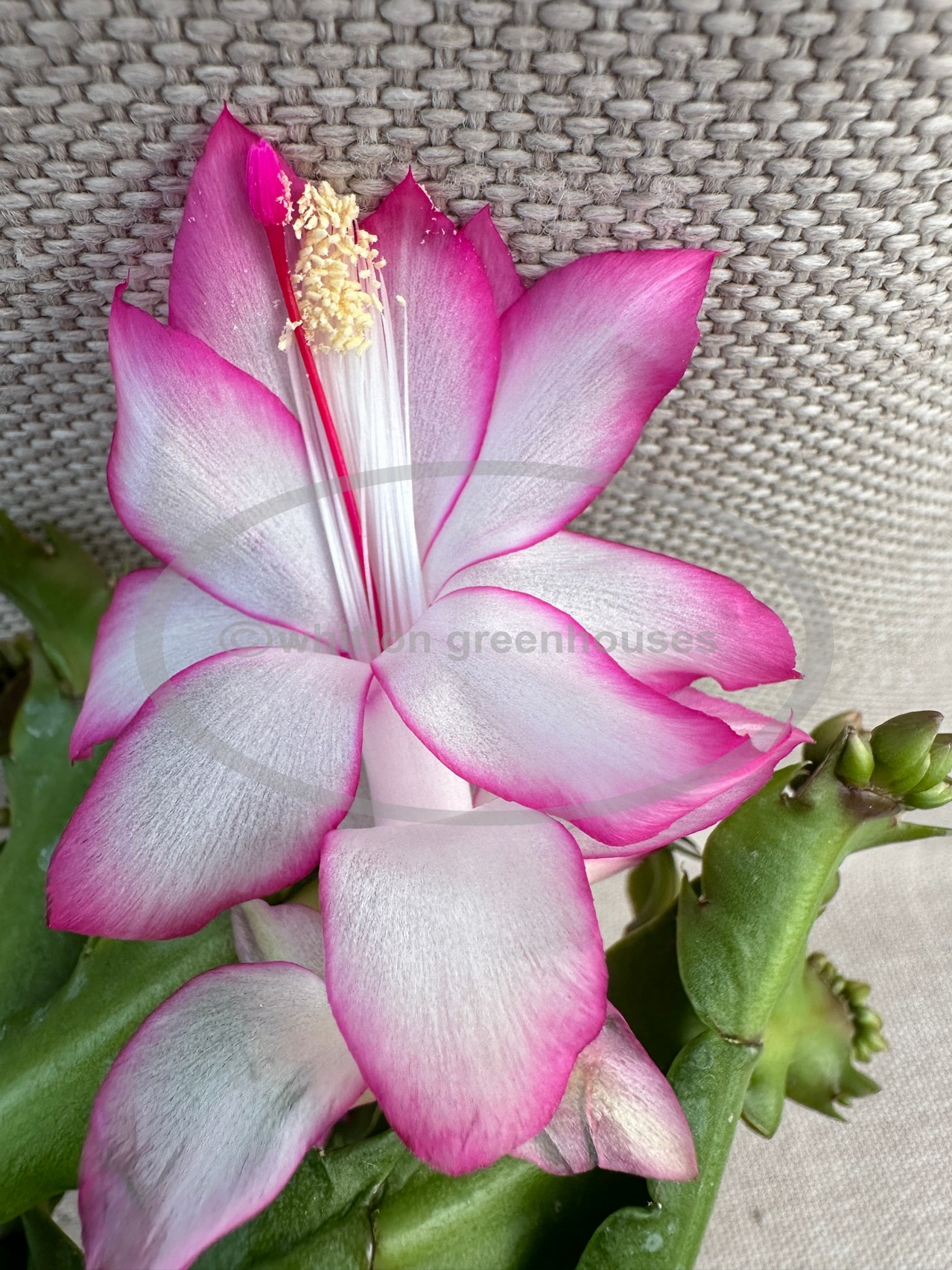 Pink Lace : Whitton Greenhouses, Holiday Cactus