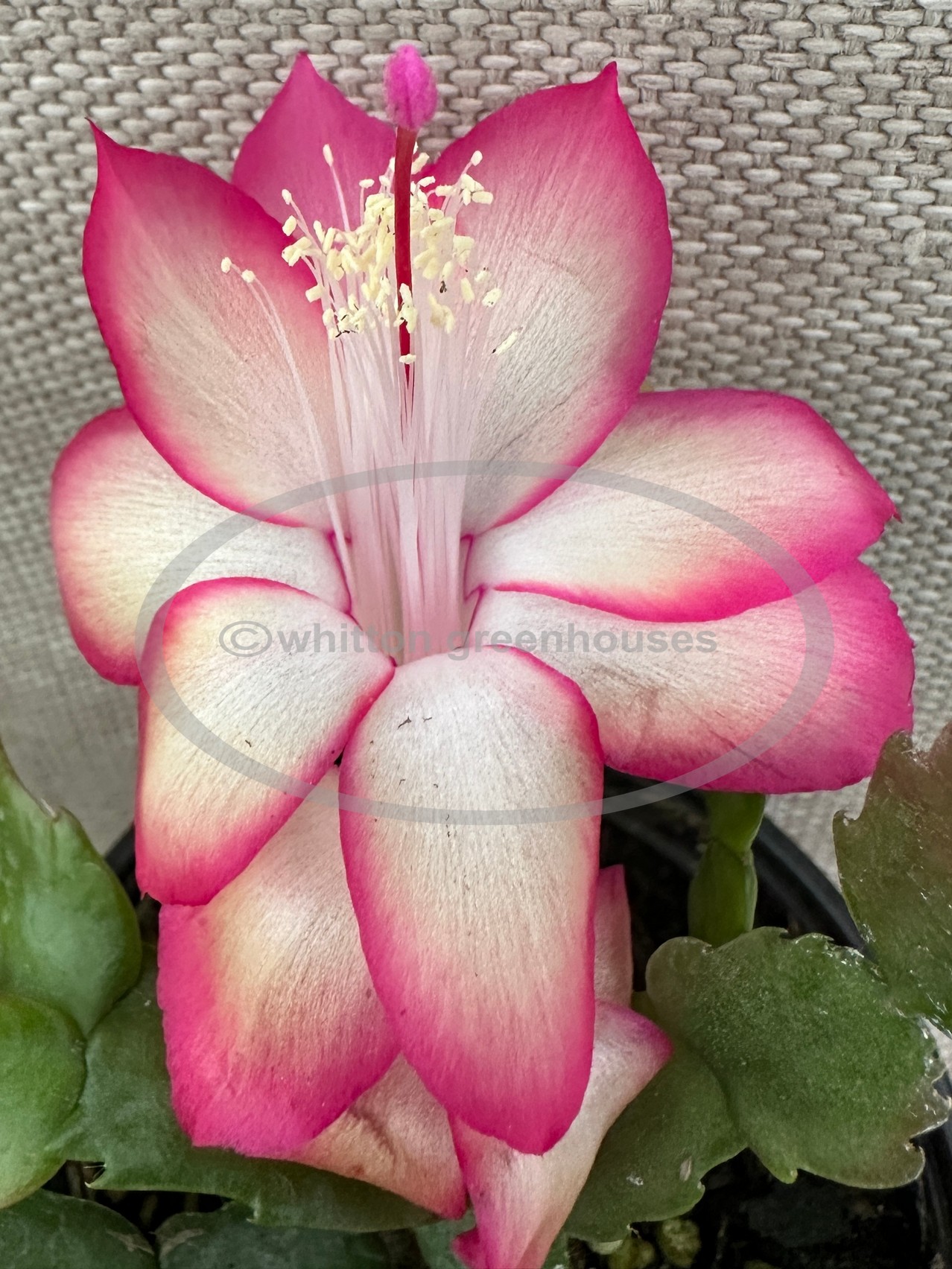 Raspberry Pink : Whitton Greenhouses, Holiday Cactus