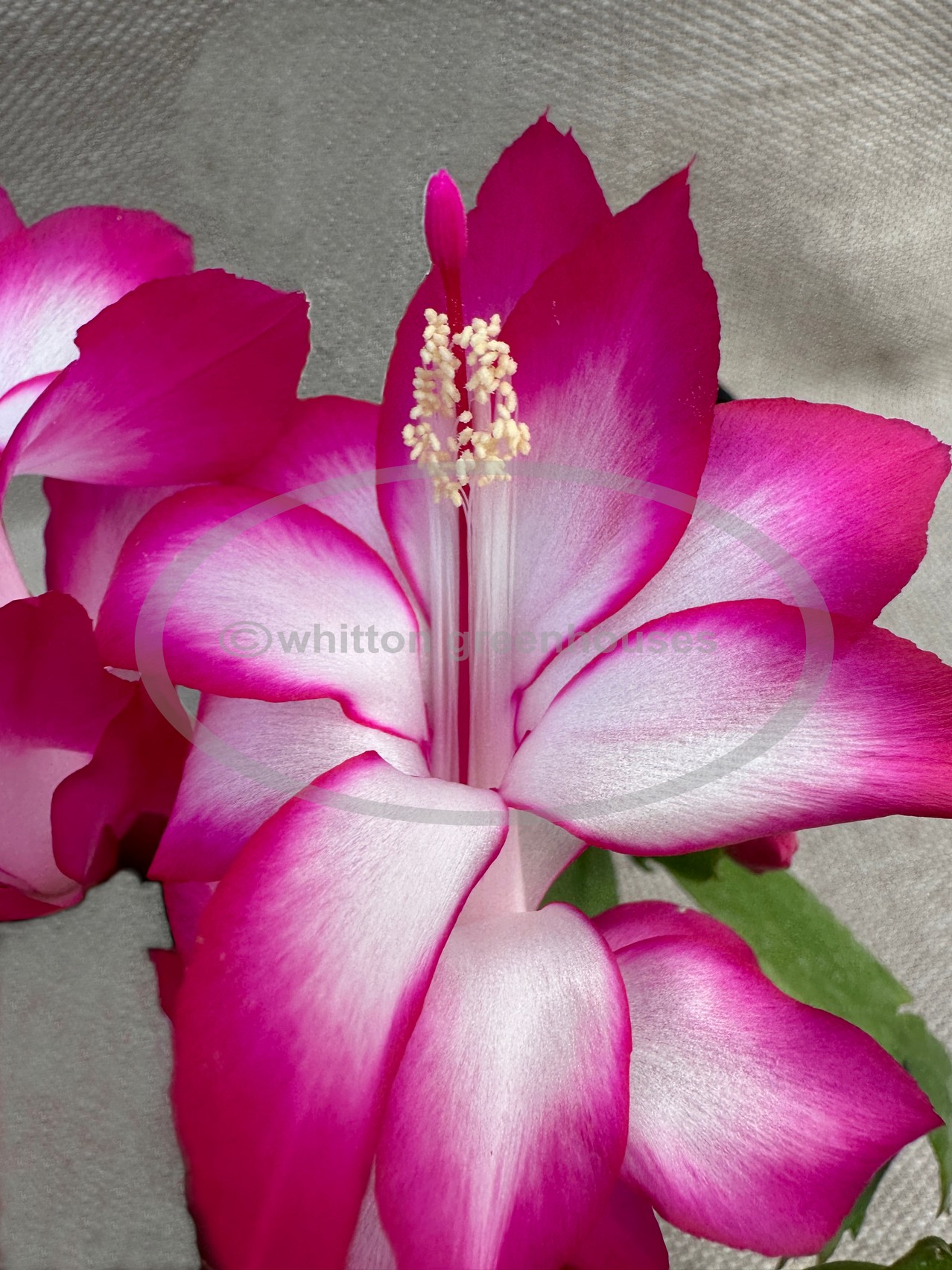 Razzle-Dazzle Rose : Whitton Greenhouses, Holiday Cactus