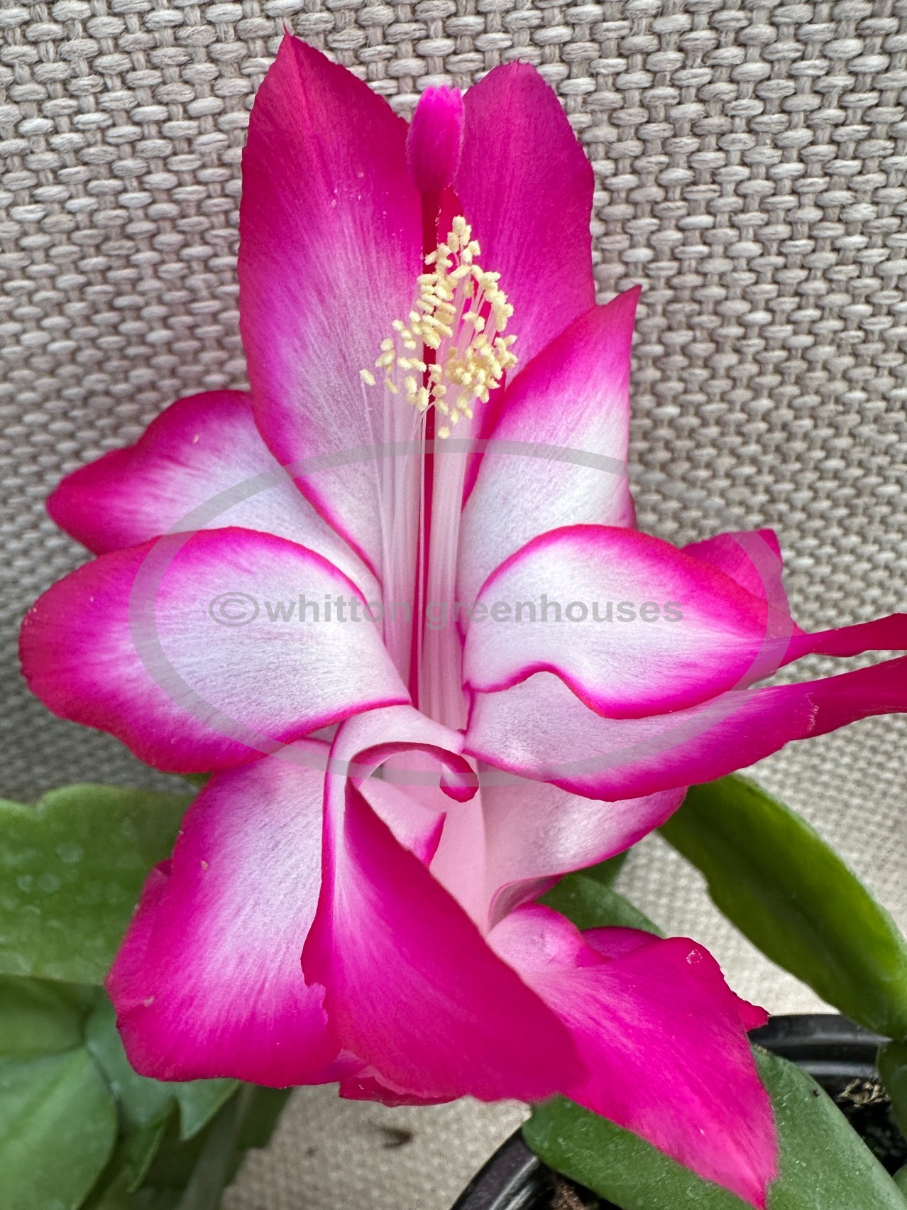 Razzle-Dazzle Rose : Whitton Greenhouses, Holiday Cactus