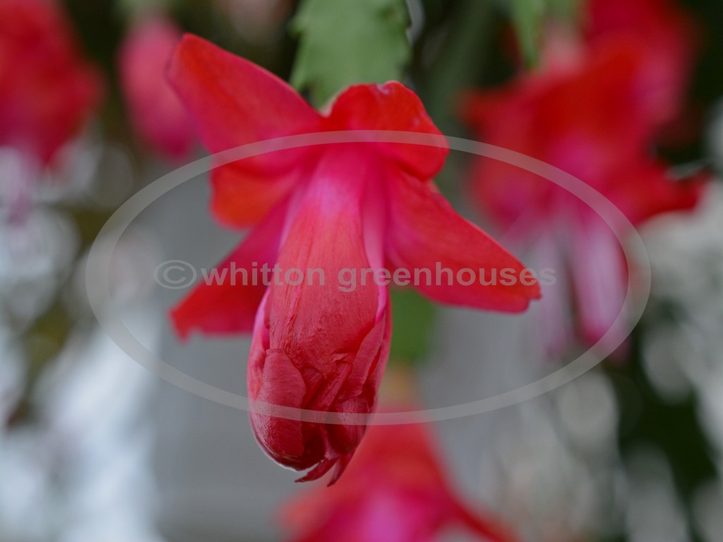 Red Devil : Whitton Greenhouses, Holiday Cactus